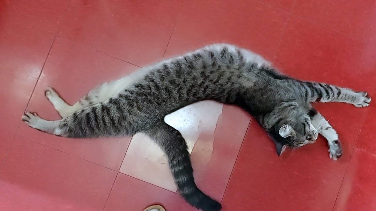 Why Do Cats Stretch? 😺 #catvideos #cat #catsoftwitter - YouTube
