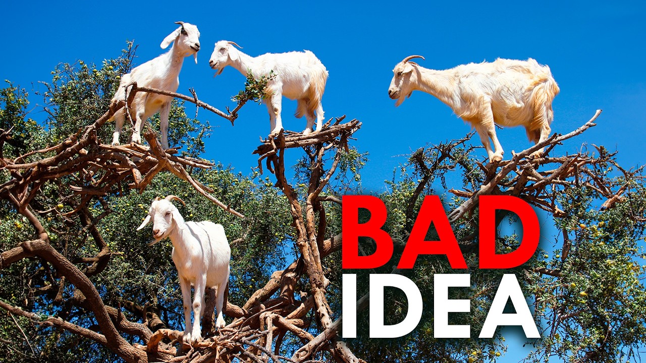 Goats That Live In Trees Popular 'goats In Trees' Tourist Attraction