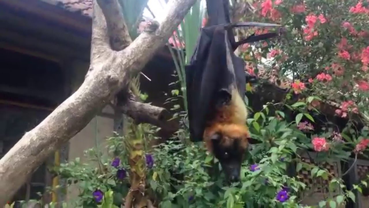 Flying fox | Bali, Ubud (2015) - YouTube