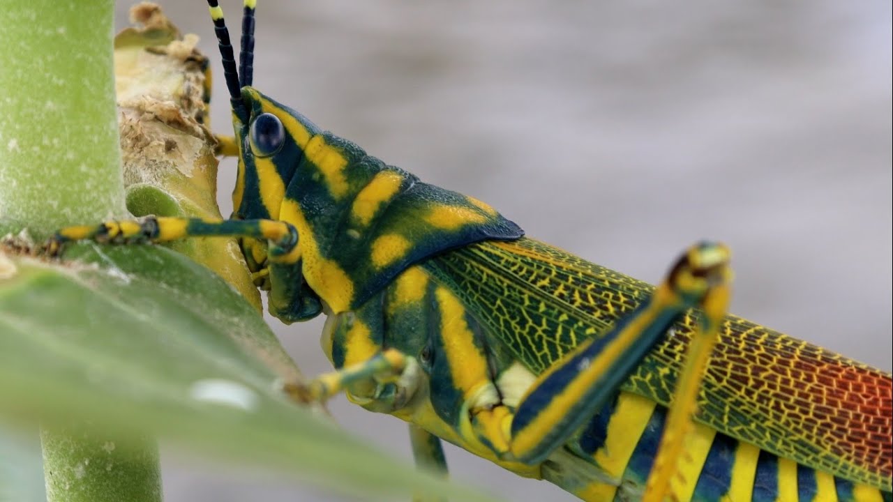 Painted Grasshopper a rare looking insect | colorful grasshopper ...