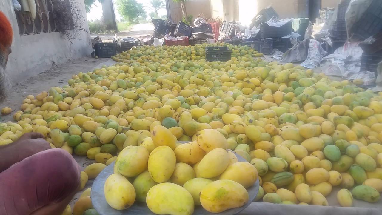 Mango garden - YouTube