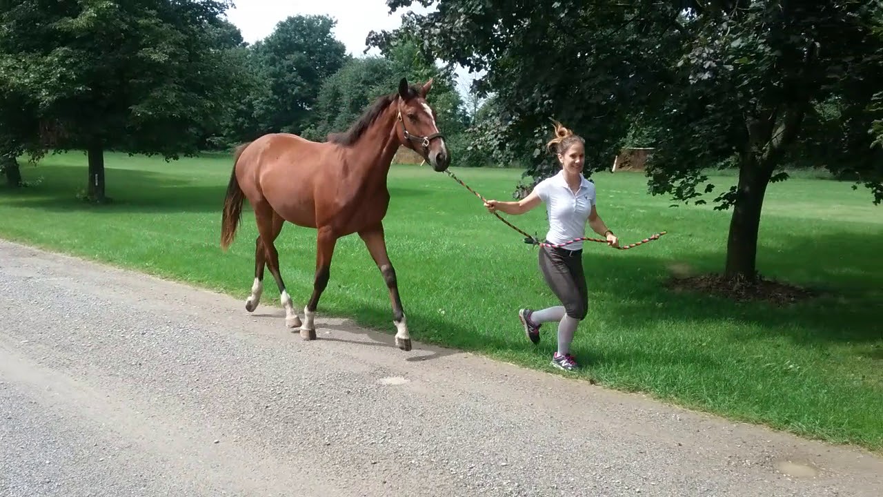 Bala Trot In Hand 2 - YouTube