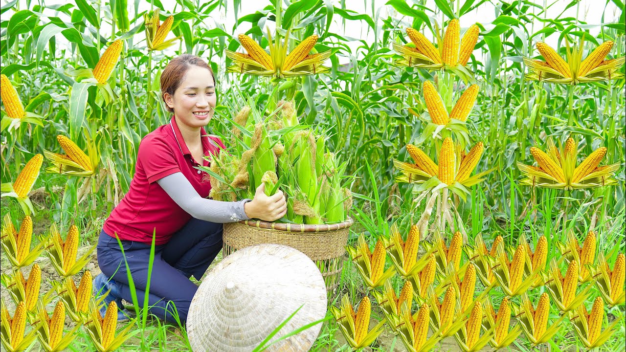 Harvest Golden Corn Field - Make Butter Popcorn Goes to the market sell ...