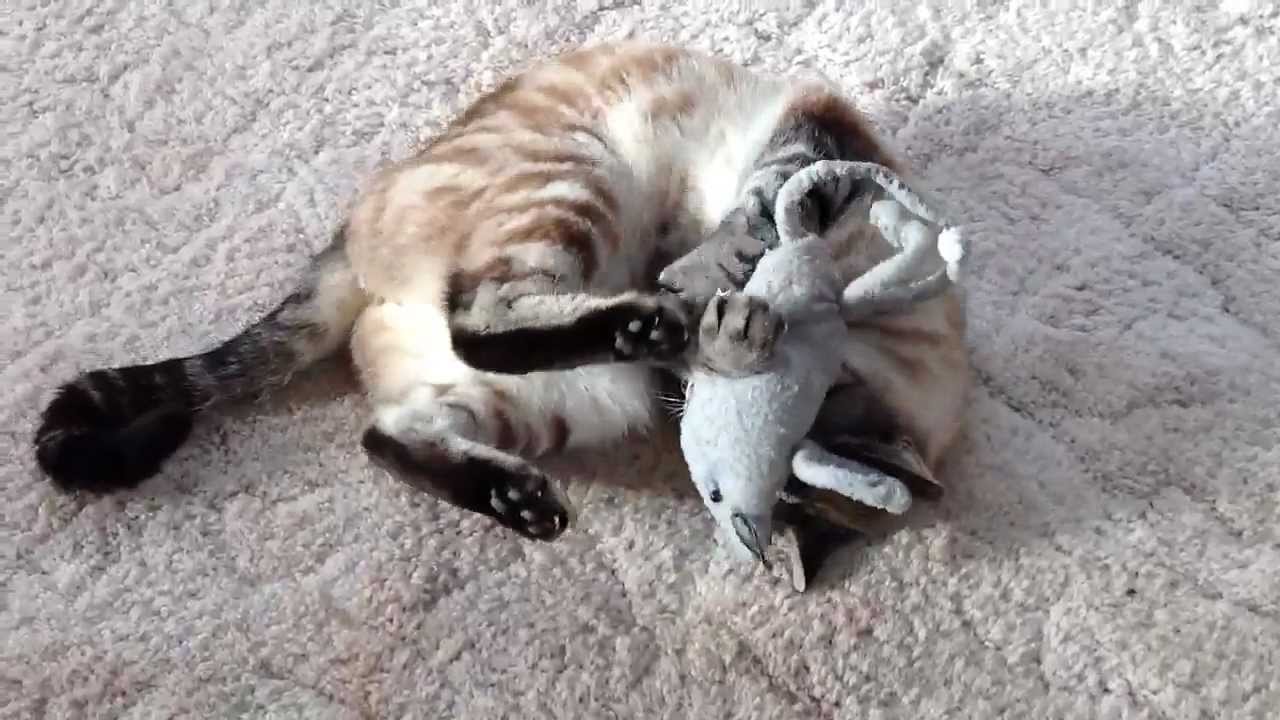 Cat loves his "fat rat" - YouTube