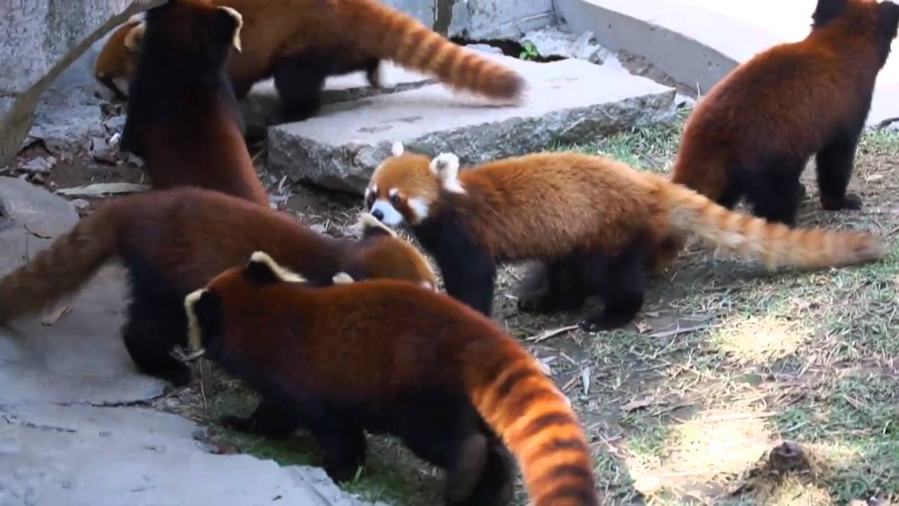 Red Panda or Firefox - YouTube