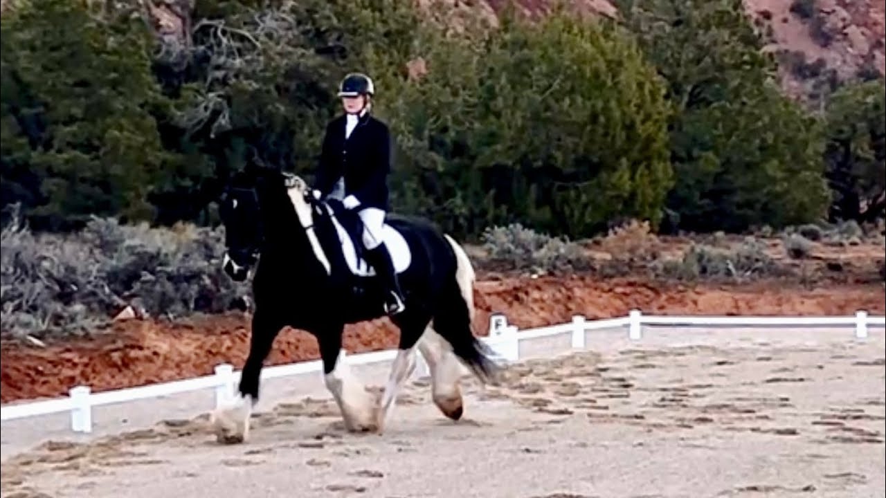 Intro B - Finnegan. Sunrise Dressage entry 1747 3-26-23 - YouTube
