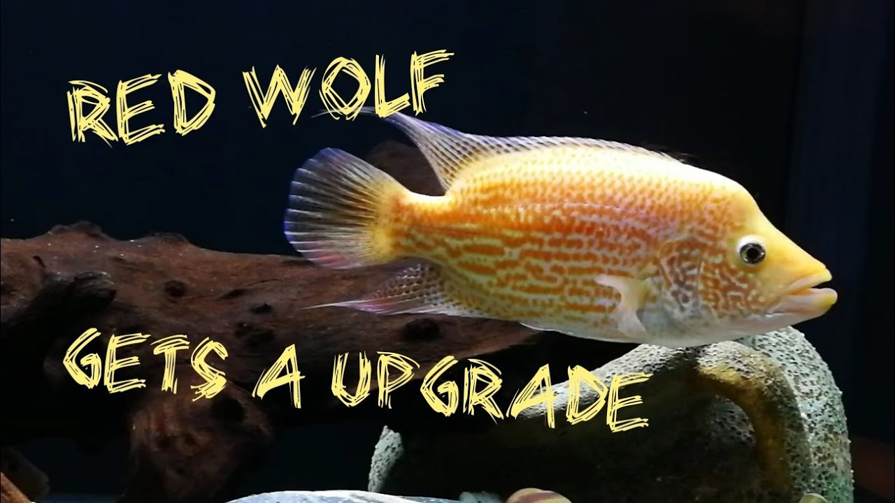 Red wolf cichlid, Dovii gets a upgrade - YouTube