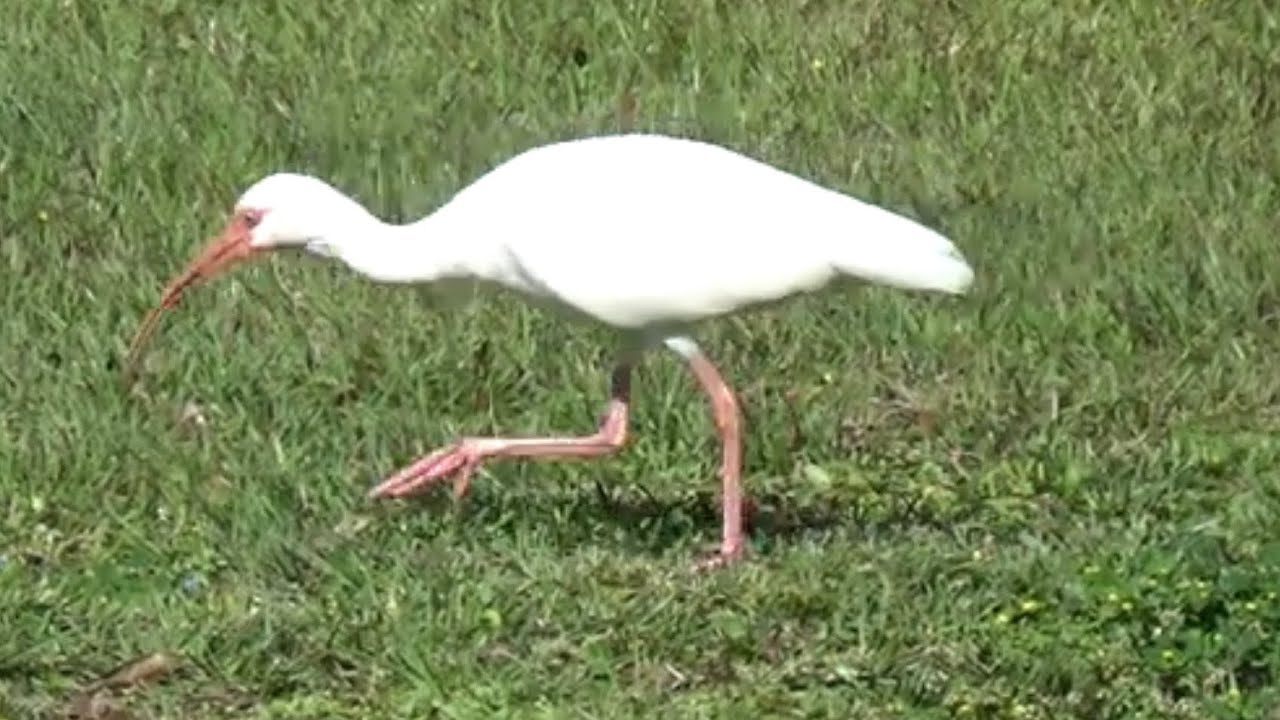 White Ibis, Birds of Florida, USA - YouTube