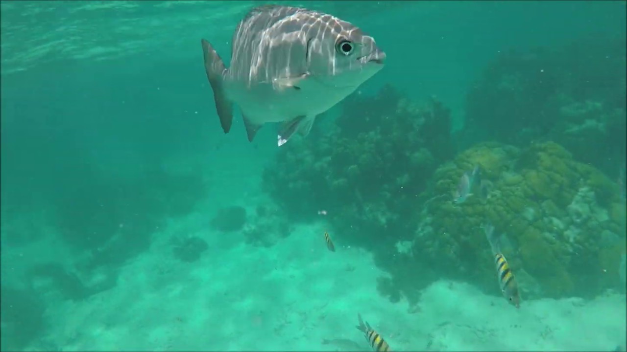 Snorkeling the Belize Barrier Reef -Mexico Rocks -Ambergris Caye Belize ...