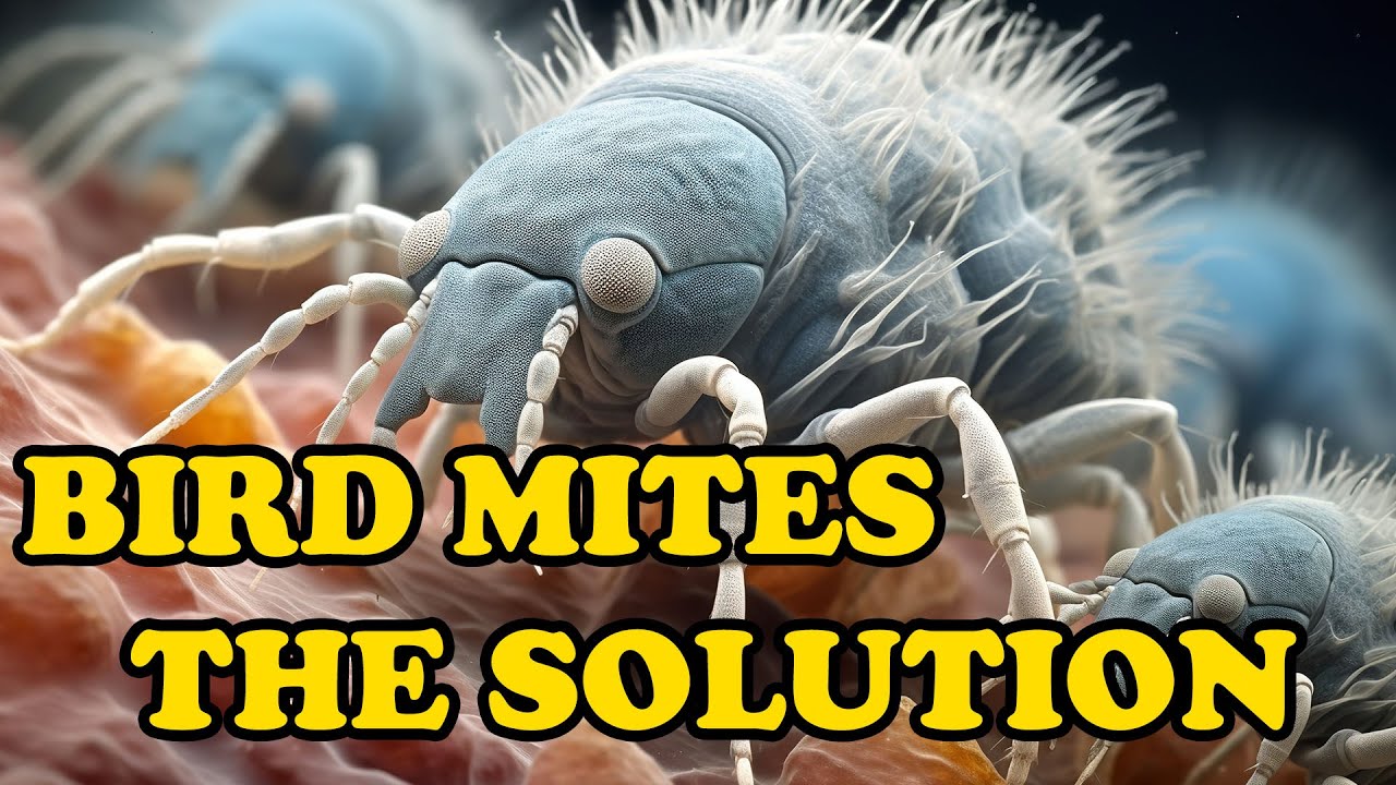 Finally A Bird Mite Solution in 2024 (Updated Video) - YouTube