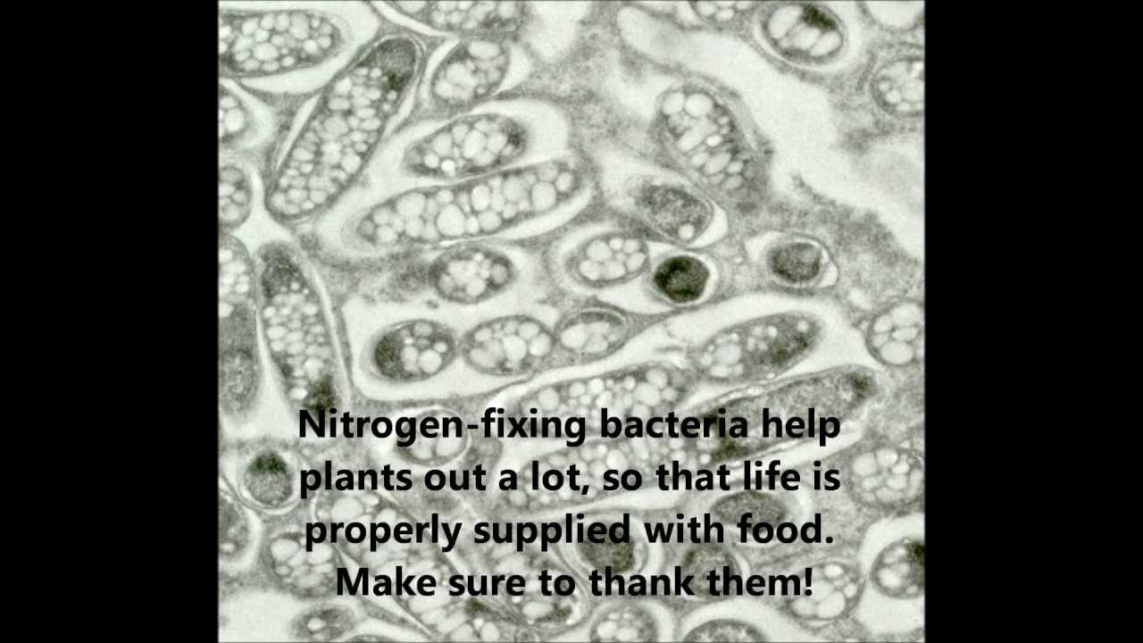 Biology Project Video - Nitrogen Fixing Bacteria - YouTube