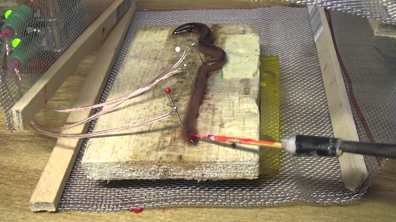 Earthworm Conduction Velocity - YouTube