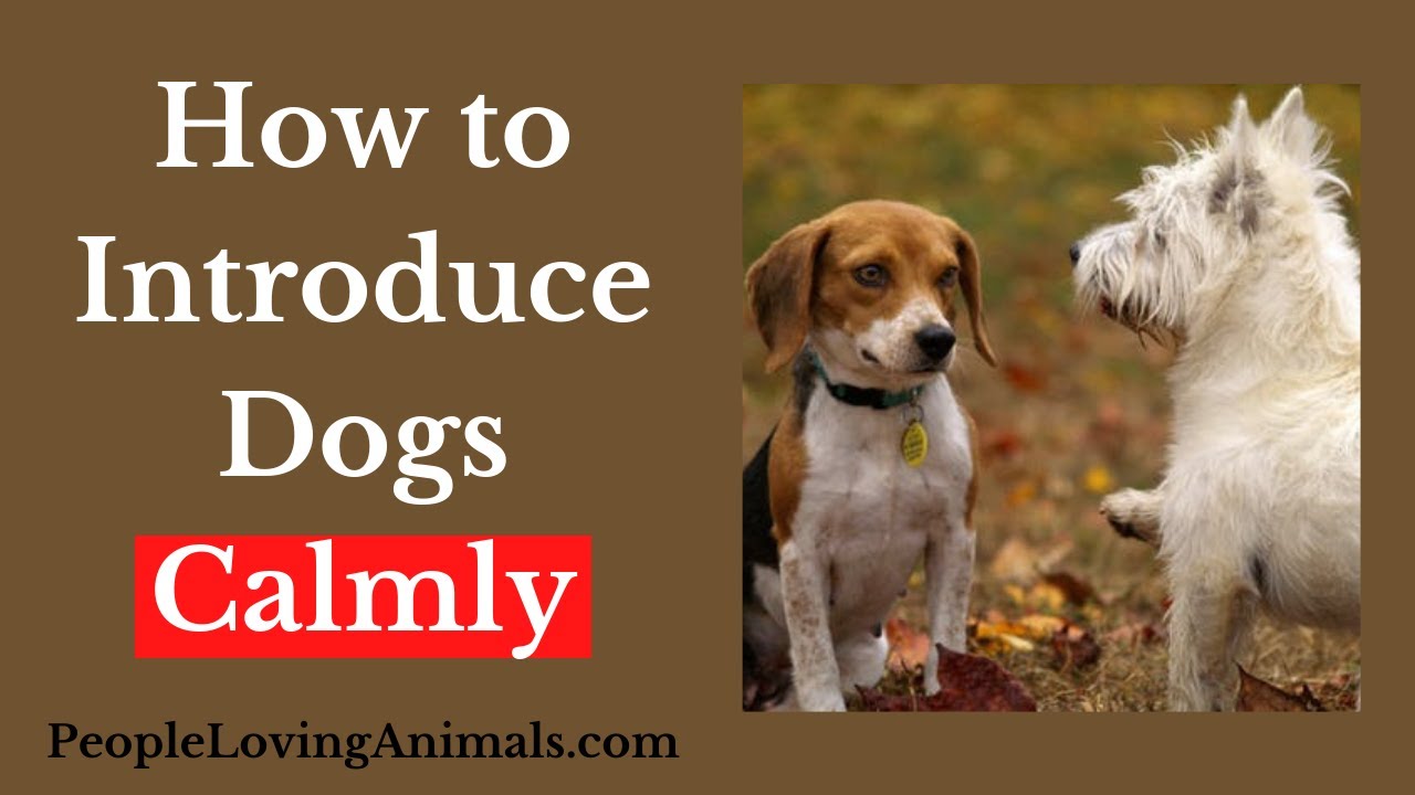 How Do You Introduce Two Dogs | Introducing Dogs | How to Introduce Two ...