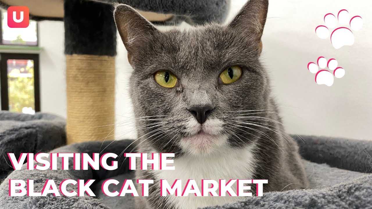 The Black Cat Market | Stuff to Do in Pittsburgh - YouTube