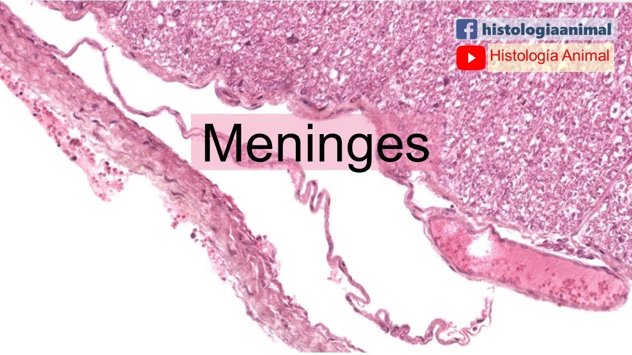 Meninges - Tejidos Básicos - Curso en Línea 2-034 - YouTube