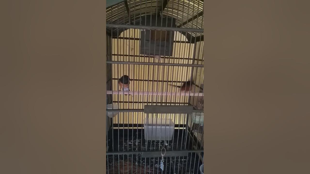 Pastol masuk kandang ternak gantung - YouTube