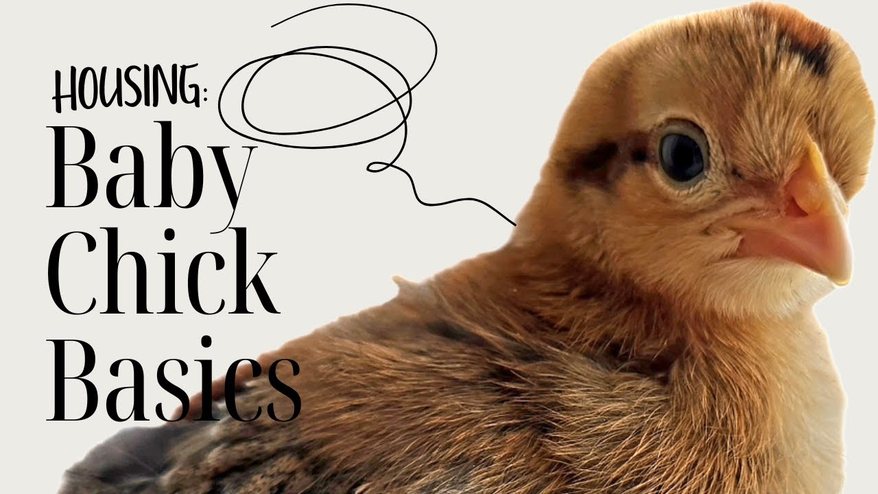 Brooder for Baby Chicks - Everything you need to know to set up chick ...