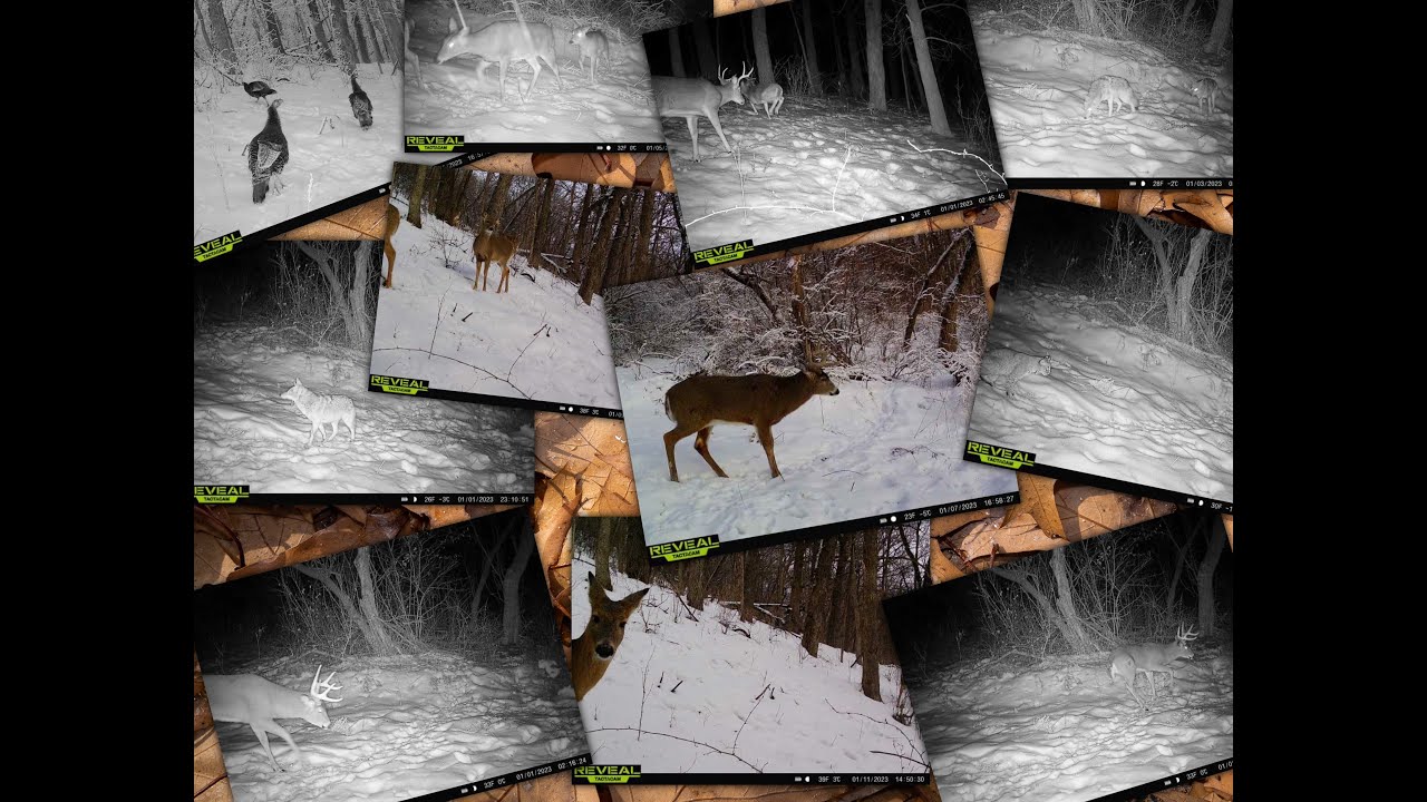 Early January 2023 Trail Cam Pictures | Buffalo Co. WI | Big Hutch ...