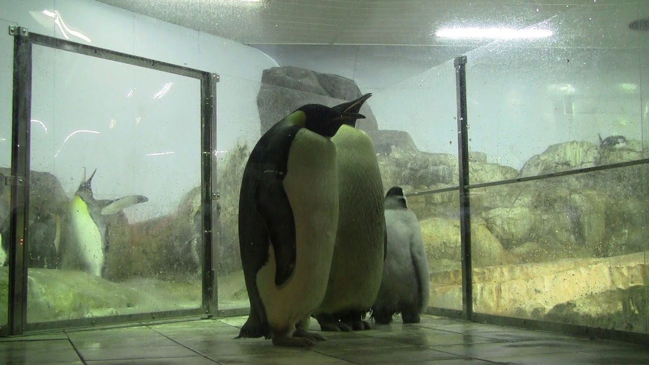 #2-5 Dec 2017 Emperor penguin at Adventure world, Japan - YouTube