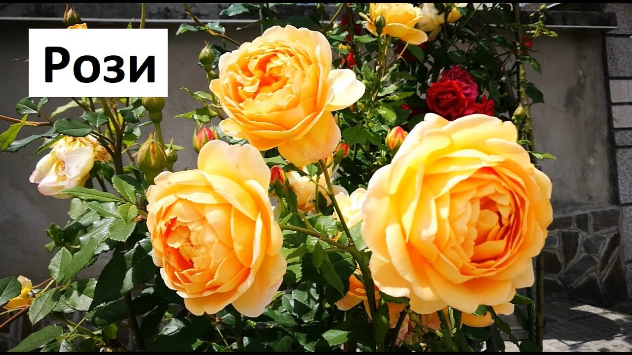 Рози - Селски двор, Звуци на Птици, Спокойствие, Релаксация, Натурални ...