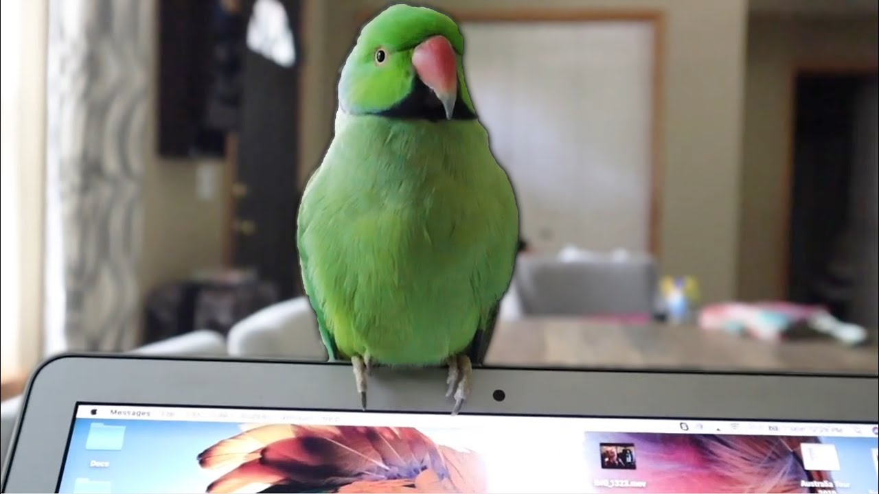 Indian Parrot Bird