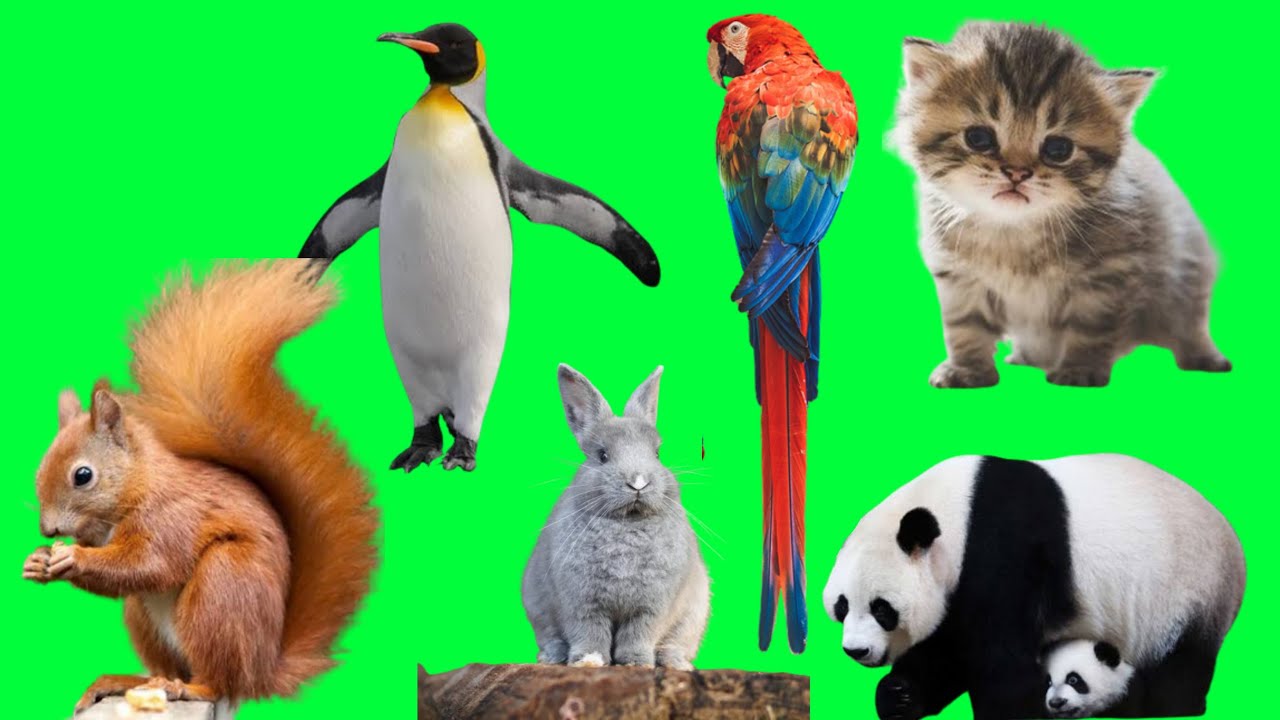 MENGENAL ‼️ NAMA HEWAN YANG LUCU.Kucing, Panda, Pinguin, dll. - YouTube