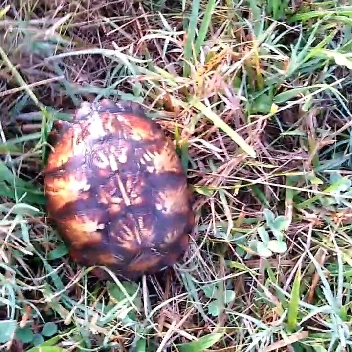 [!SUBSCRIBE🙏🏽]! SAVE THE TURTLES!!!!! #fishing #turtlerescue # ...