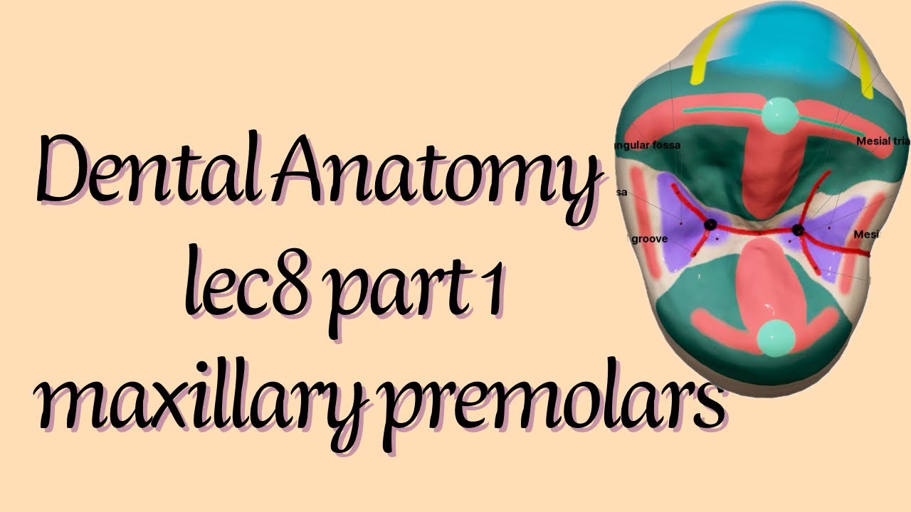 Dental Anatomy-premolars part(1) - YouTube
