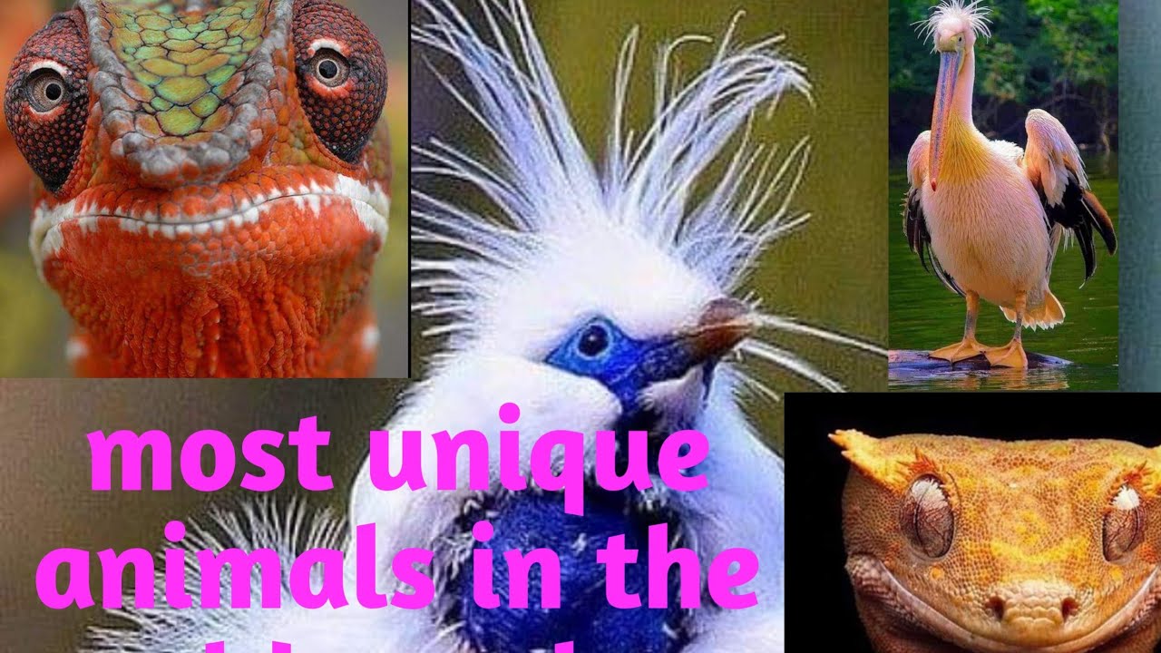 #amazingvideo# Most unique animals in the world you have never seen ...