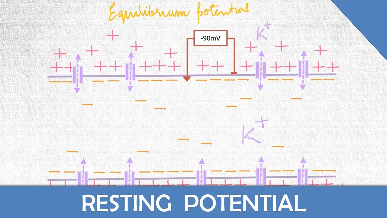 Resting Potential - Neuron, the Biological Battery - YouTube