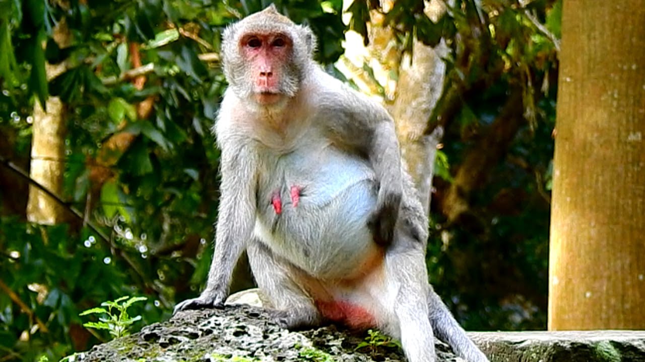 Welcome New Born ! Jane Monkey Try To Show Her Belly is Very Vary And ...