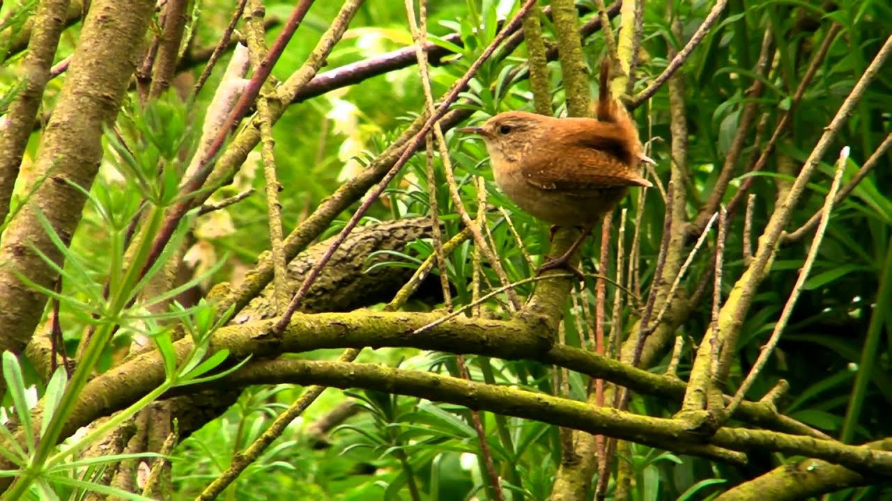 Wren - Little Bird at Pistil Meadow - Troglodyte Mignon - YouTube