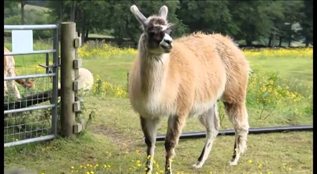 Mayfield Alpacas - YouTube