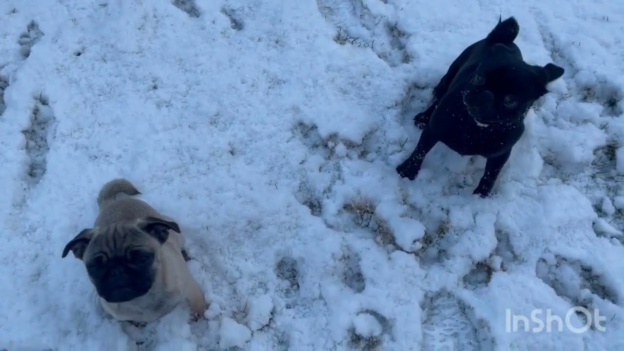 Pug puppies in the snow - YouTube