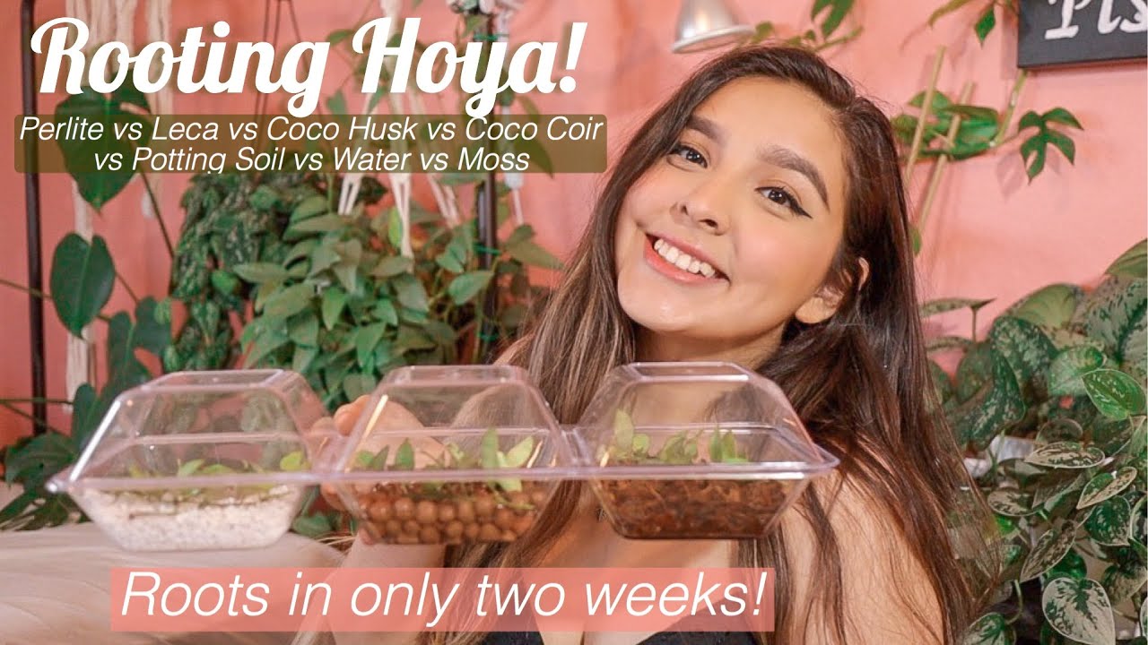 The Best Way To Root Hoya Propagating Hoya With 8 Different Mediums the-best-way-to-root-hoya-propagating-hoya-with-8-different-mediums