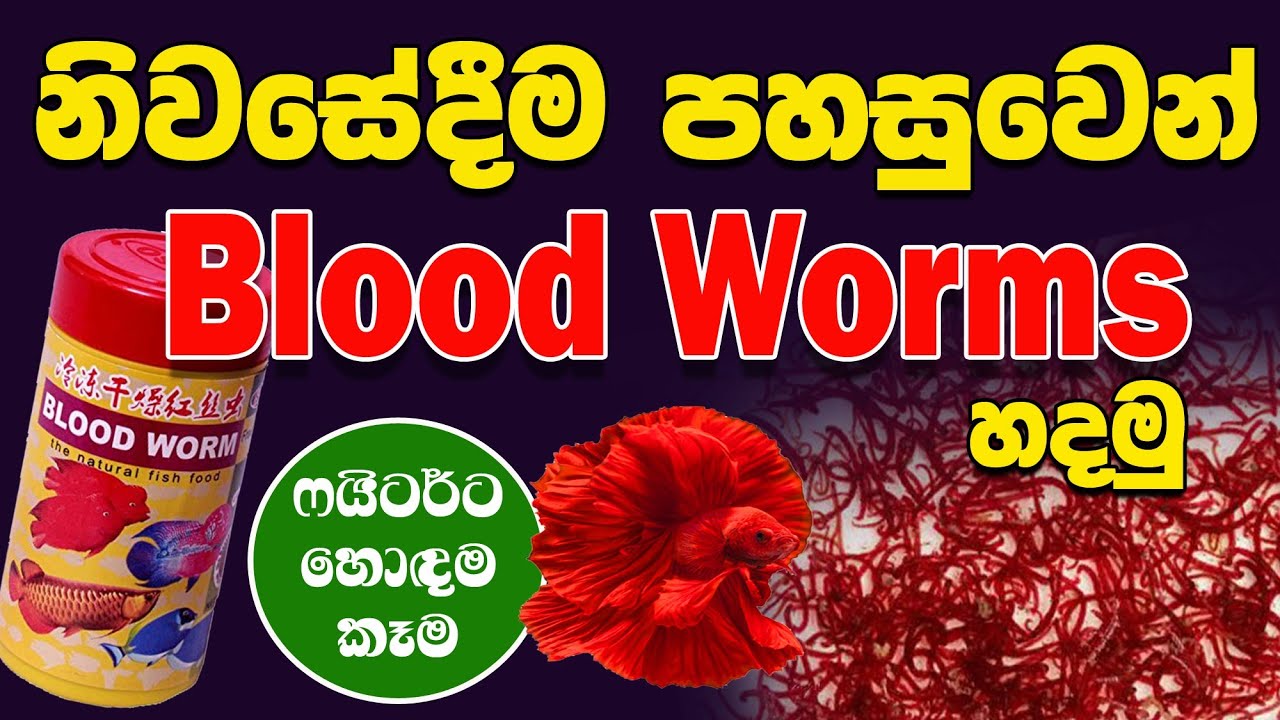 How to make Blood worms at home | වියදමක් නැතුව බෙටා පැටවුන් ඉක්මනින් ...