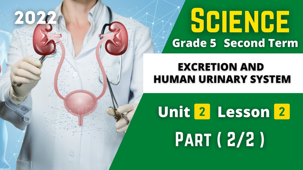 SCIENCE | Grade 5 | Excretion and human urinary system #2 | Unit 2 ...