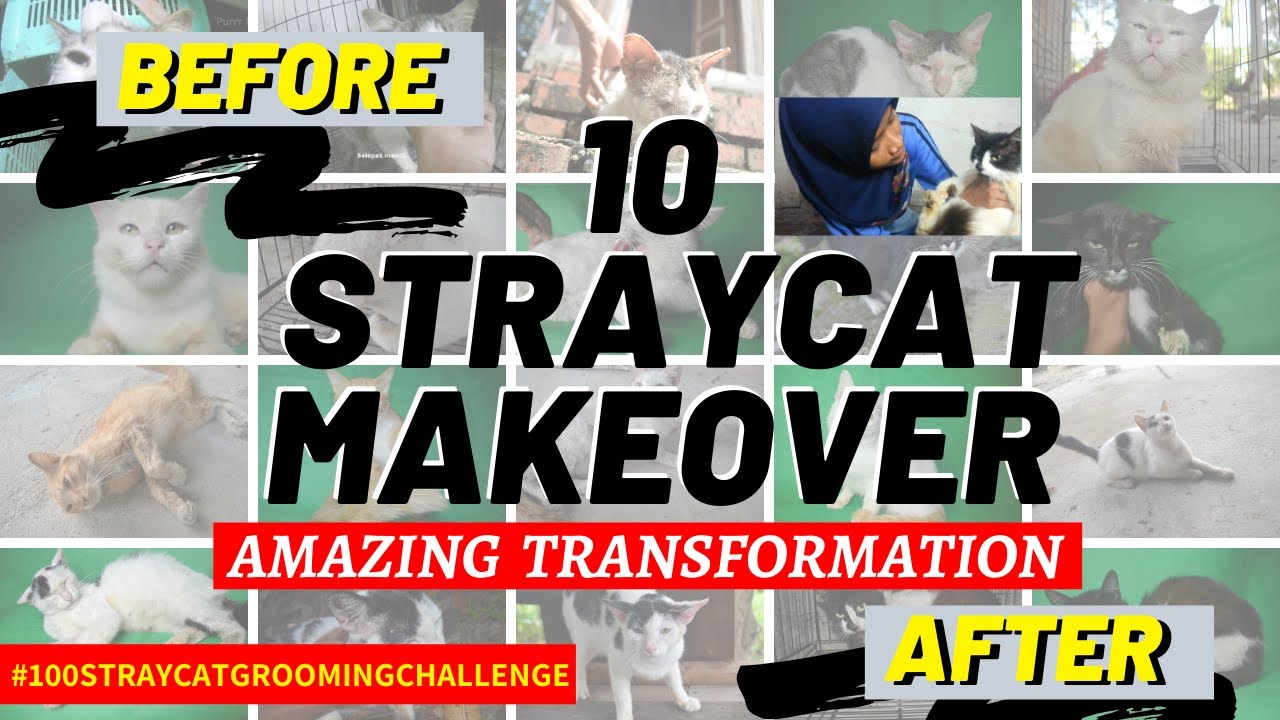 [MALAYSIA CHALLENGE] STRAY CAT MAKEOVER AMAZING TRANSFORMATION *heart ...