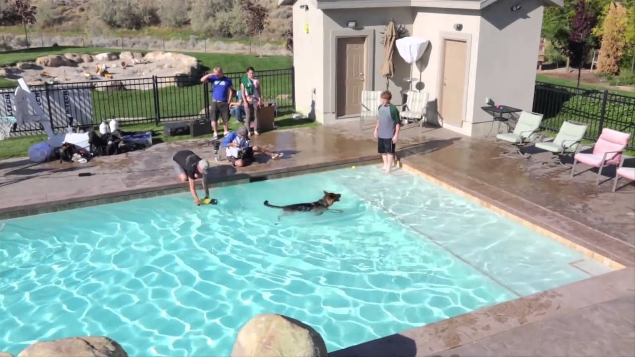 Molio: Behind The Scenes Dogs in Slow Motion Phantom & Fastcam camera ...