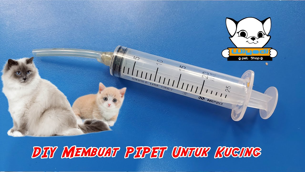 DIY Membuat PIPET Untuk Hewan Kucing - YouTube