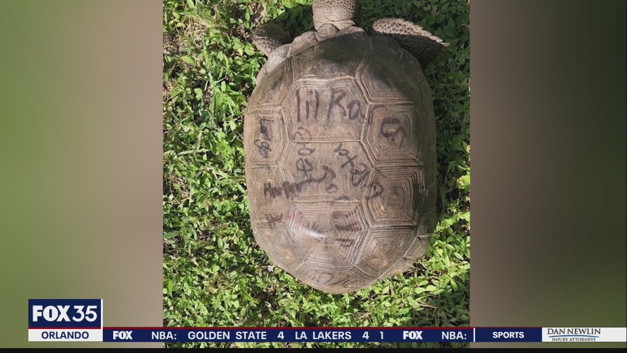 Tortoise found with writing on its shell - YouTube