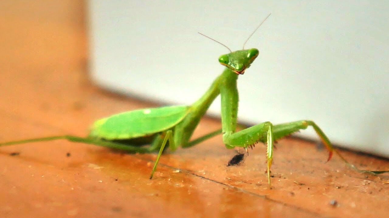 There is a praying mantis in our house! - YouTube