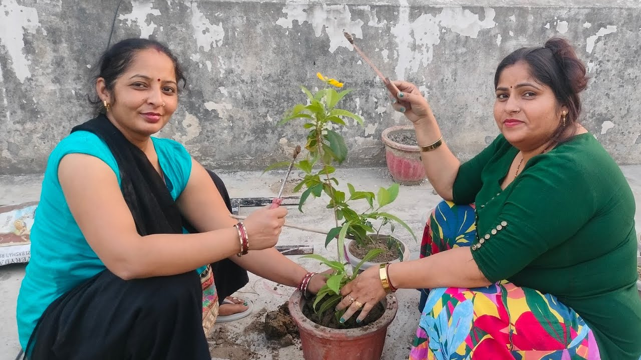 Chauhan family ne lagaye podhe 🥳 ll enjoy with Chauhan family 🥰# ...