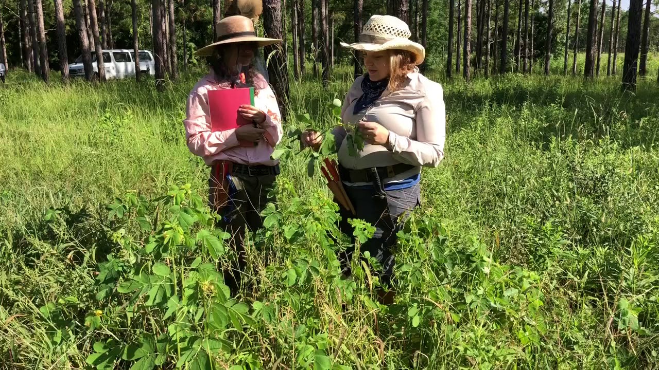 Medicinal uses of the American sicklepod - YouTube