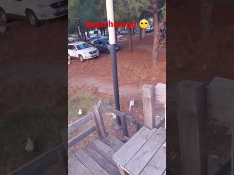 Kedinin Tavşan Avı