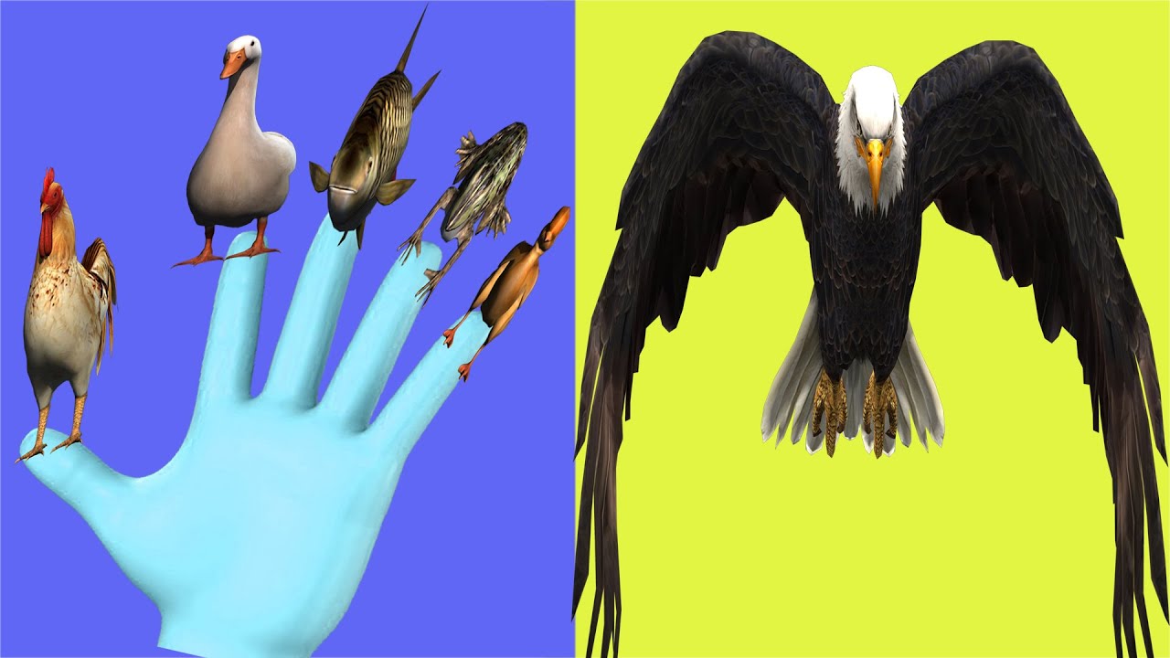 Finger Family Rhyme - EAGLE V/S HEN,DUCK,FISH,FROG,CHICKEN Version ...