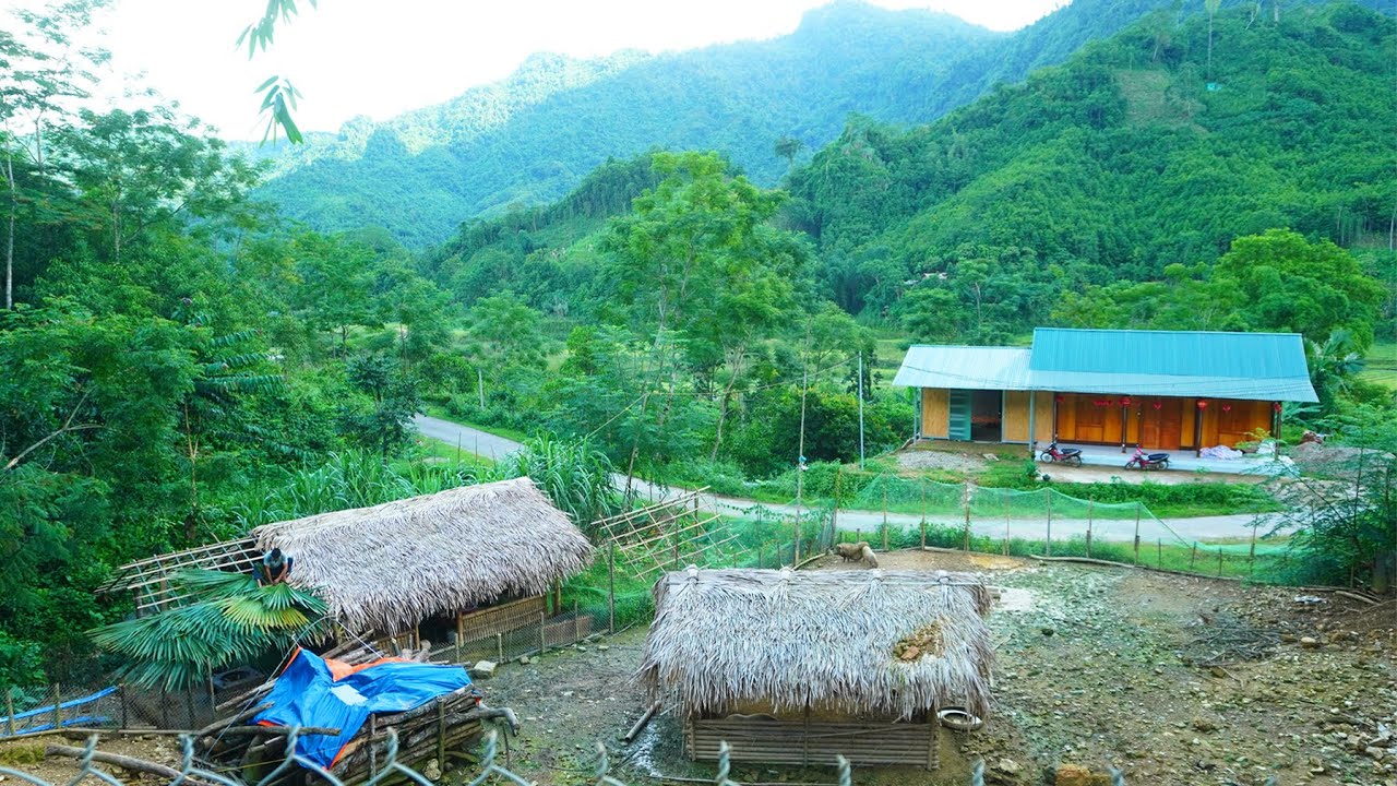 DK green forest farm, bamboo kitchen completed and expanded, pigs about ...