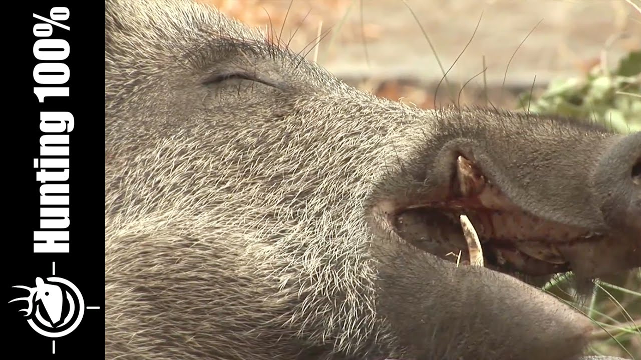 Wild Boar Hunting in Turkey - YouTube