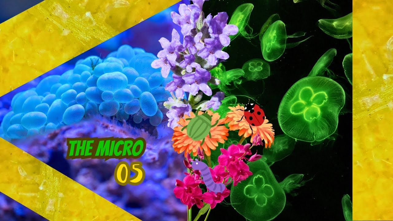 🔬🎶🌼 Micro Music Mystics: Unveiling Nature's Symphony in Miniature! 🌟🔍 #microscope #plants - YouTube