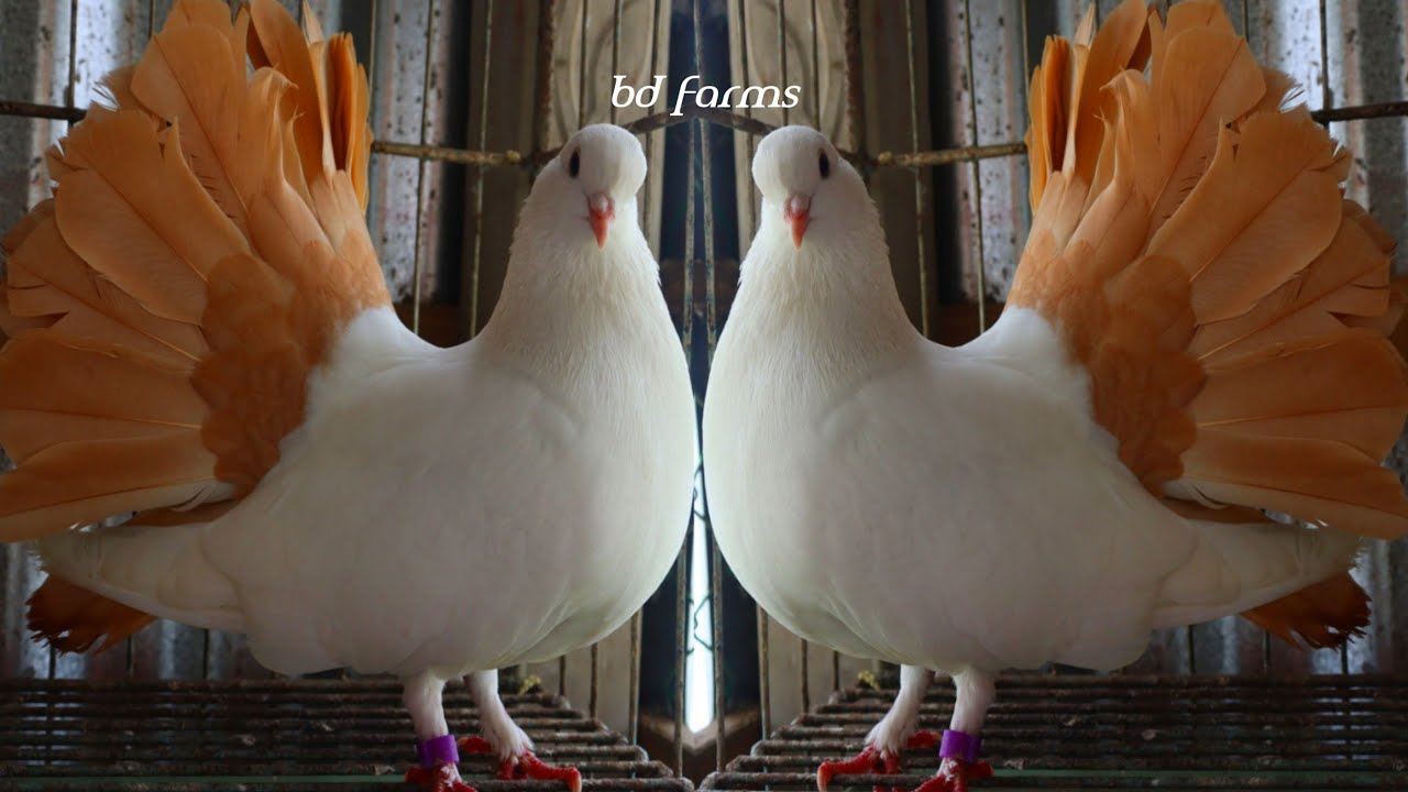 Top Exotic Fancy Pigeons Loft | American Fantail Pigeons | Indoor ...